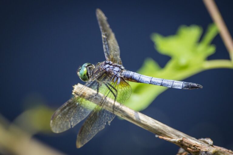 The Blue Dasher Dragonfly: America’s Boldest Backyard Hunter – Insect Hive