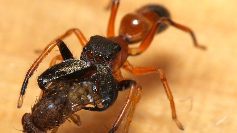 The Spider That Pretends to Be an Ant — Eight Legs, Six-Legged Disguise ...