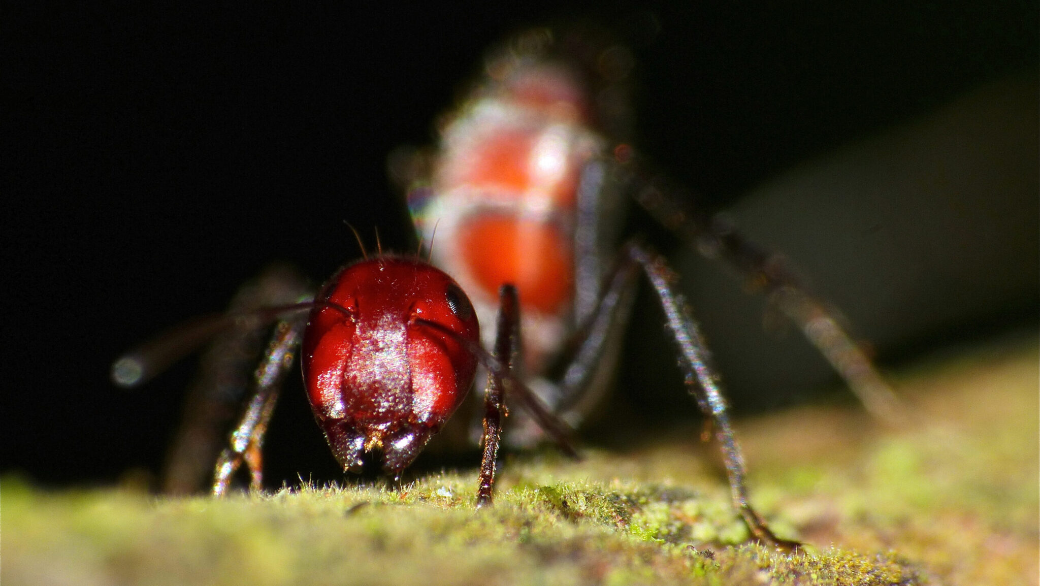 Meet the Suicide Bomber Ants That Explode to Defend Their Colonies ...