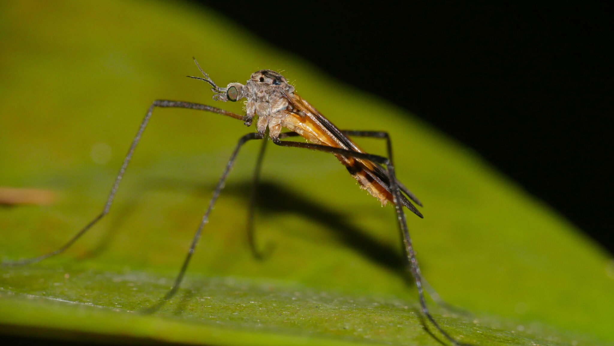 The Giant Flying Bug That Looks Like a Mosquito but Doesn’t Bite ...