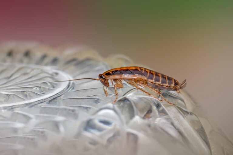 How a Cockroach Can Hold Its Breath for 40 Minutes and Why It Matters ...