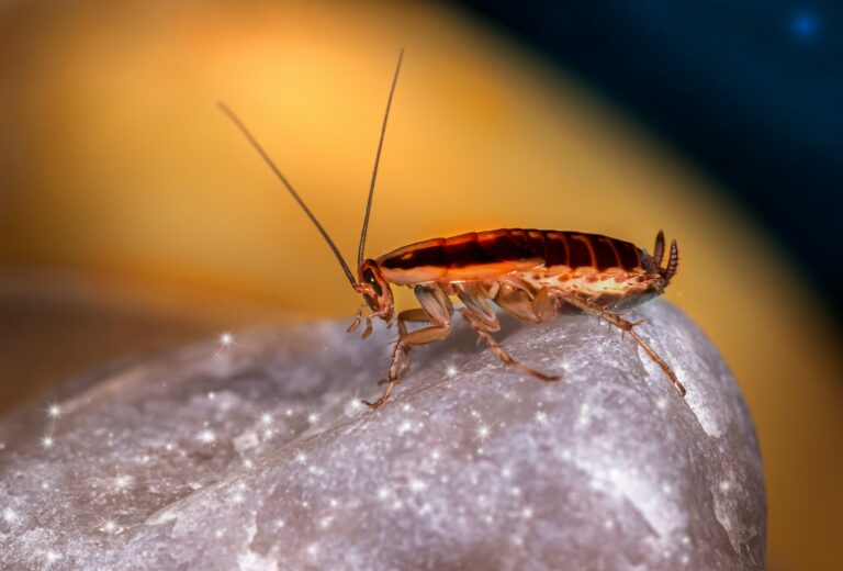 How a Cockroach Can Hold Its Breath for 40 Minutes and Why It Matters ...