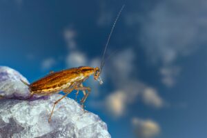 Would Insects Survive on Mars NASA Experiments Offer Clues – Insect Hive