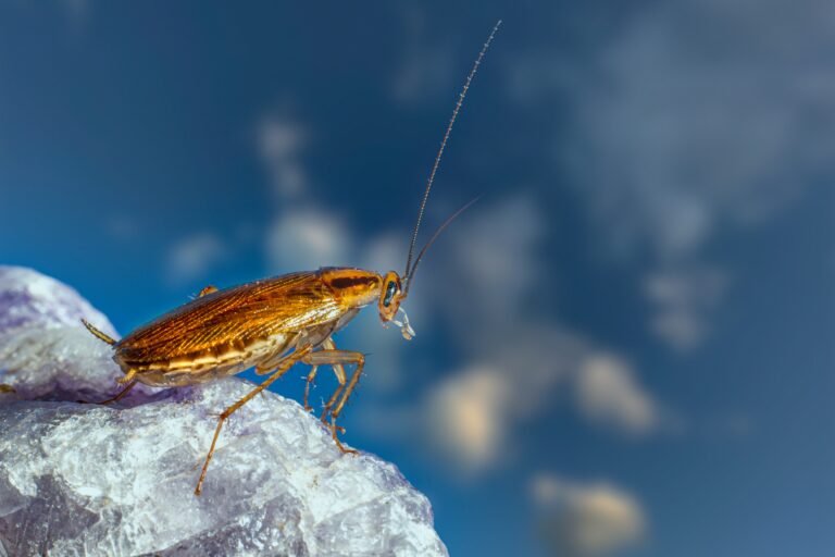 Would Insects Survive on Mars NASA Experiments Offer Clues – Insect Hive