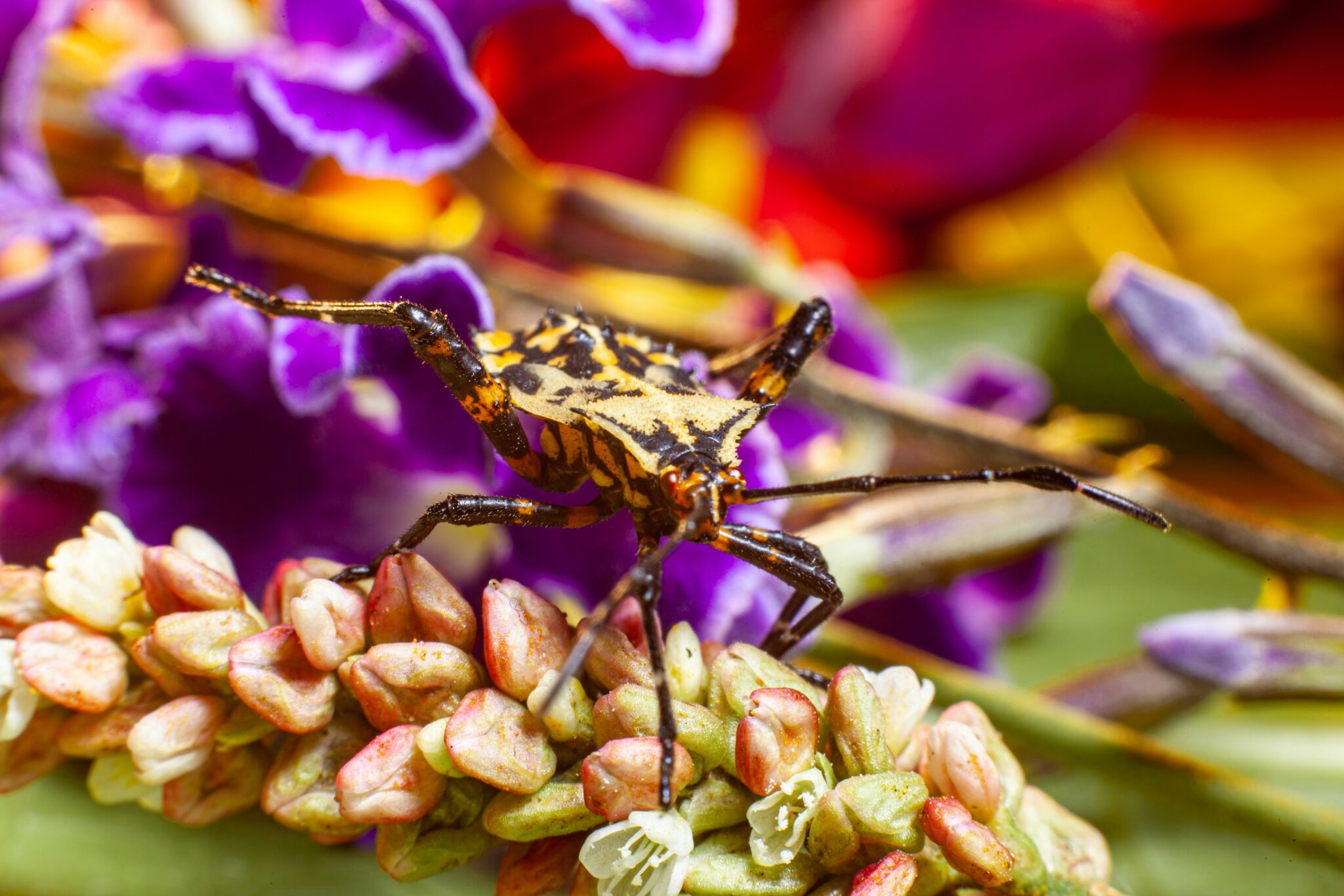 10 Insects That Are Masters of Disguise and What They’re Hiding From ...