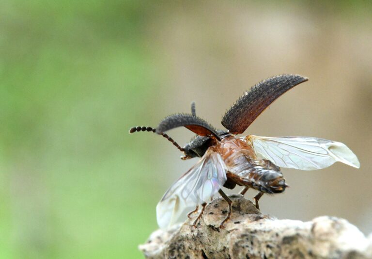 7 Insects That Fly Without Wings Natures Weirdest Travelers – Insect Hive