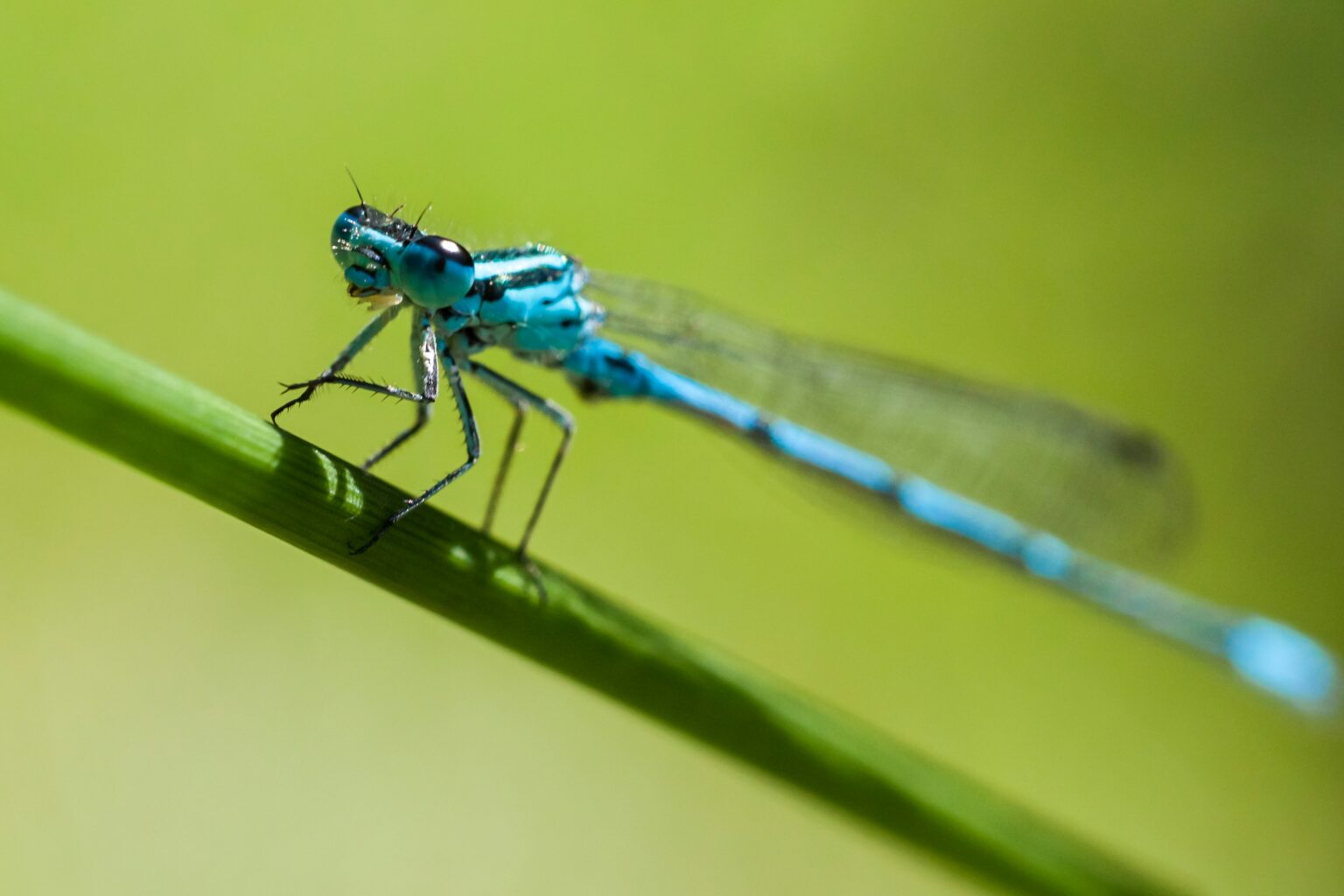 How Dragonflies See the World in Slow Motion – Insect Hive