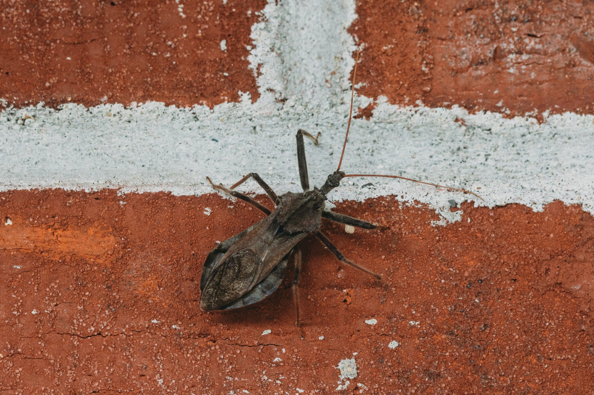 The Insect That Builds a Suit of Corpses to Hide From Predators ...