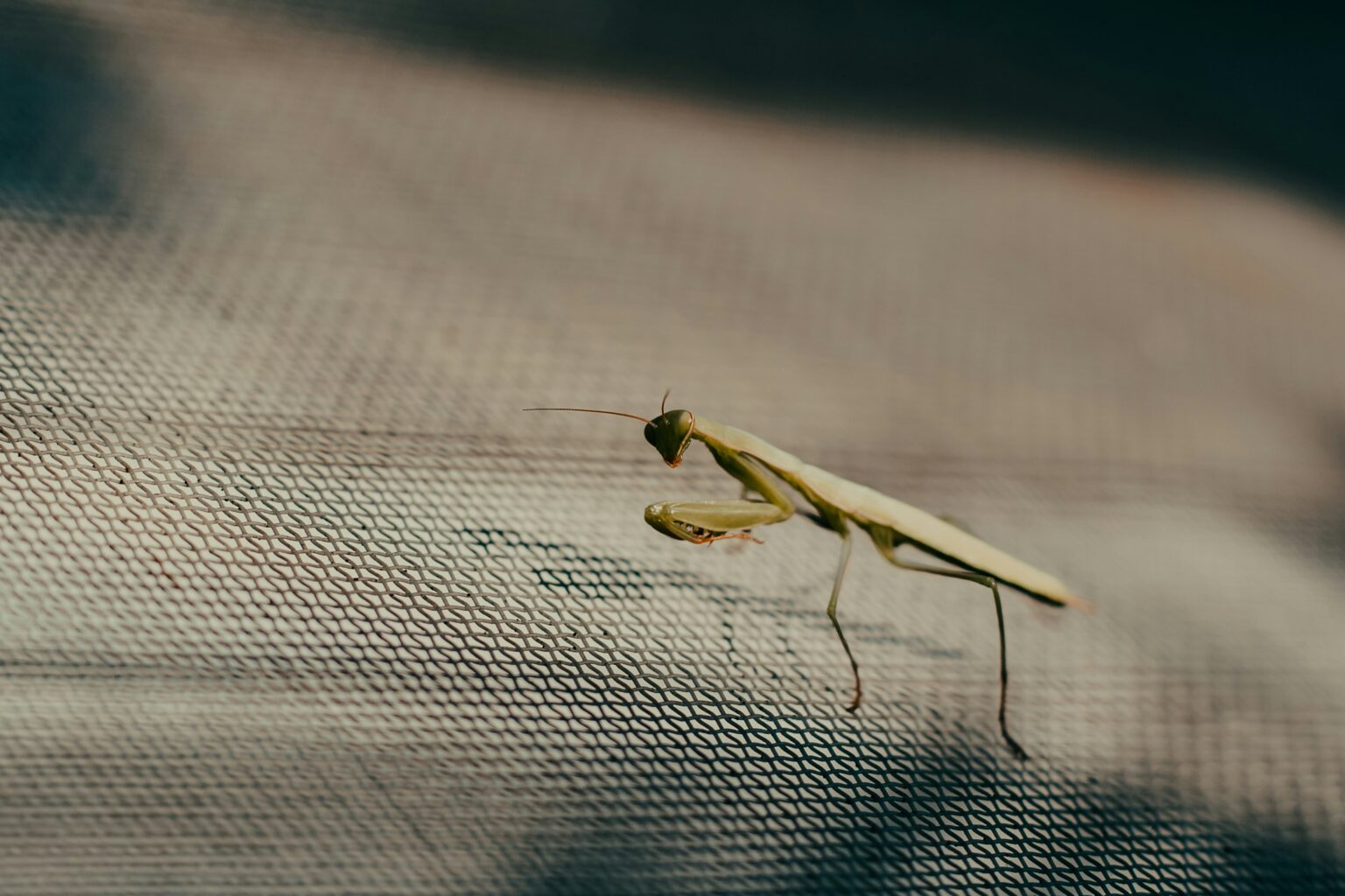 7 Insects That Fly Without Wings Natures Weirdest Travelers – Insect Hive