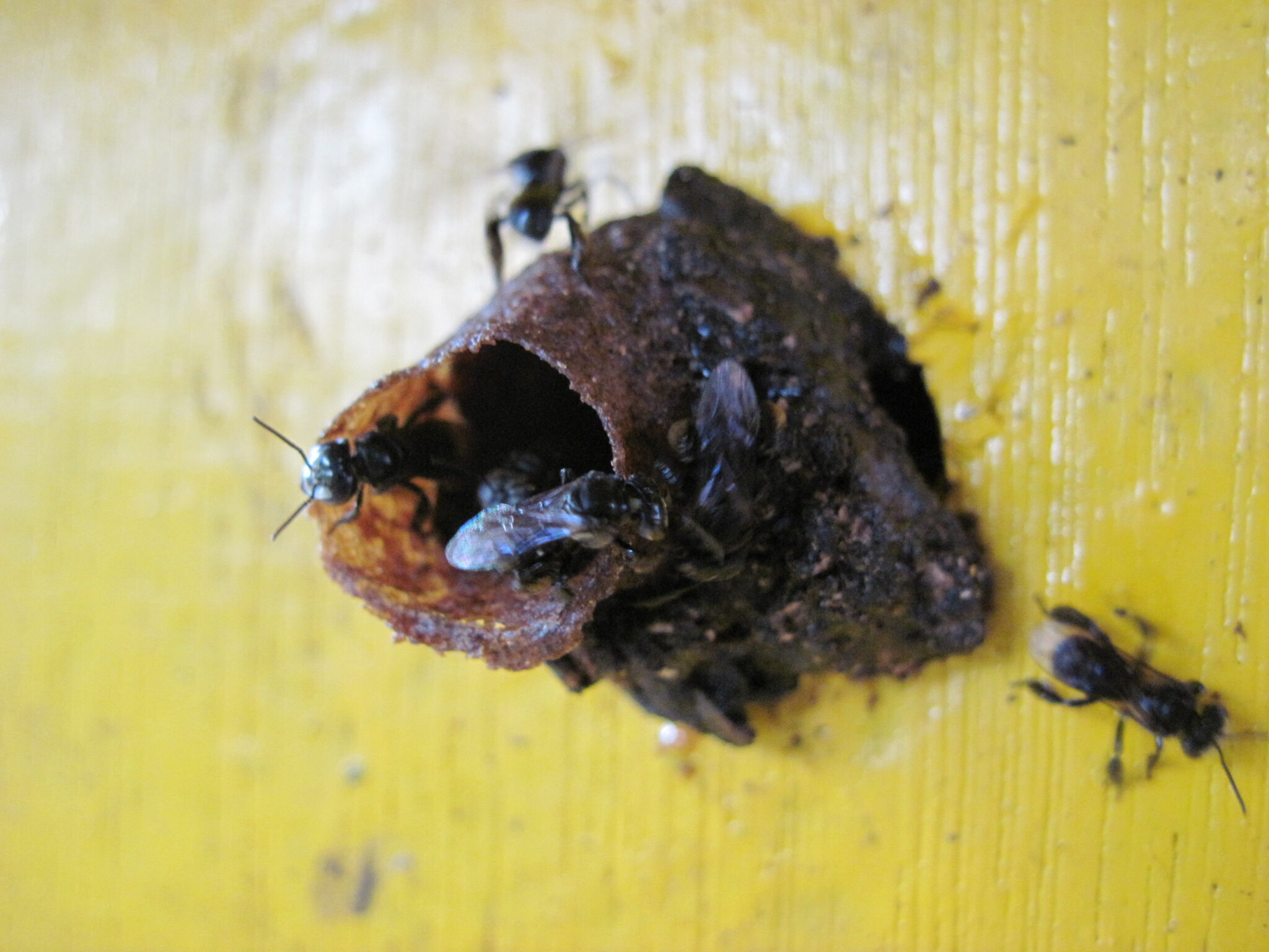 The Flesh-Eating Bees That Make “Meat Honey” – Insect Hive