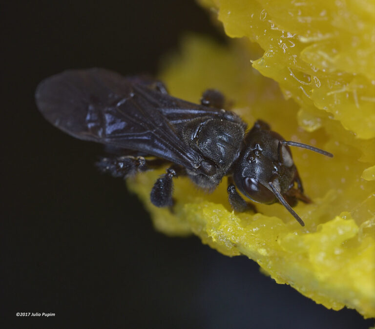 The Flesh-Eating Bees That Make “Meat Honey” – Insect Hive