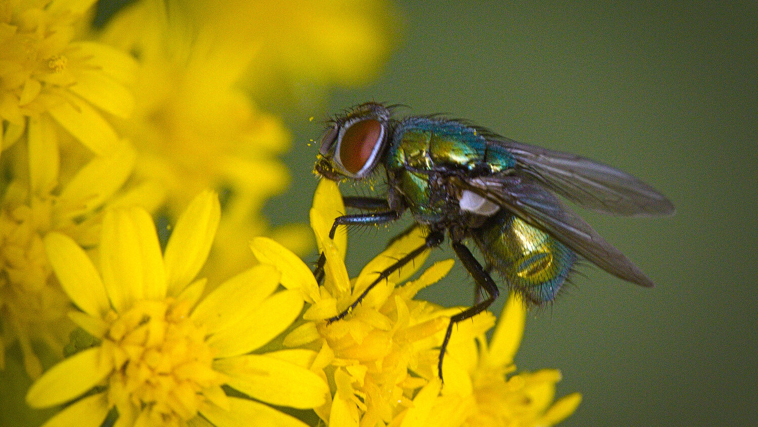 Maggots in Medicine: Flesh-Eating Larvae That Heal Wounds – Insect Hive
