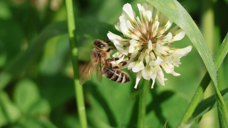 Are Insects Conscious? A Look at Awareness in the Smallest Minds ...