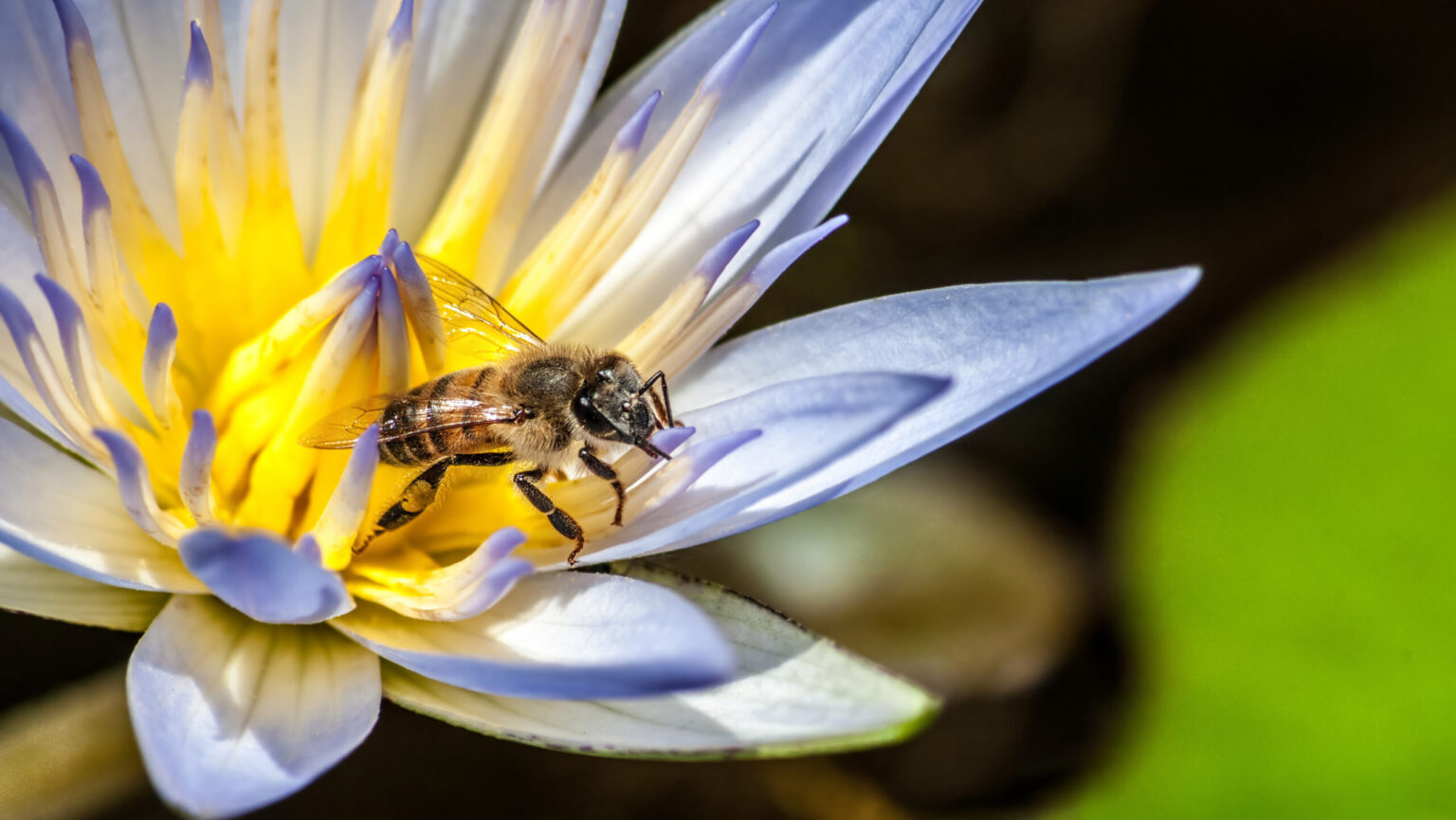 Bees That Don’t Live in Hives — Meet the Solitary Pollinators of the ...