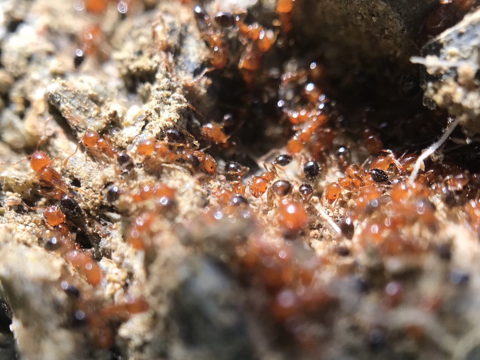 The Desert Fire Ant of the Southwest: Painful, Aggressive, and Highly ...
